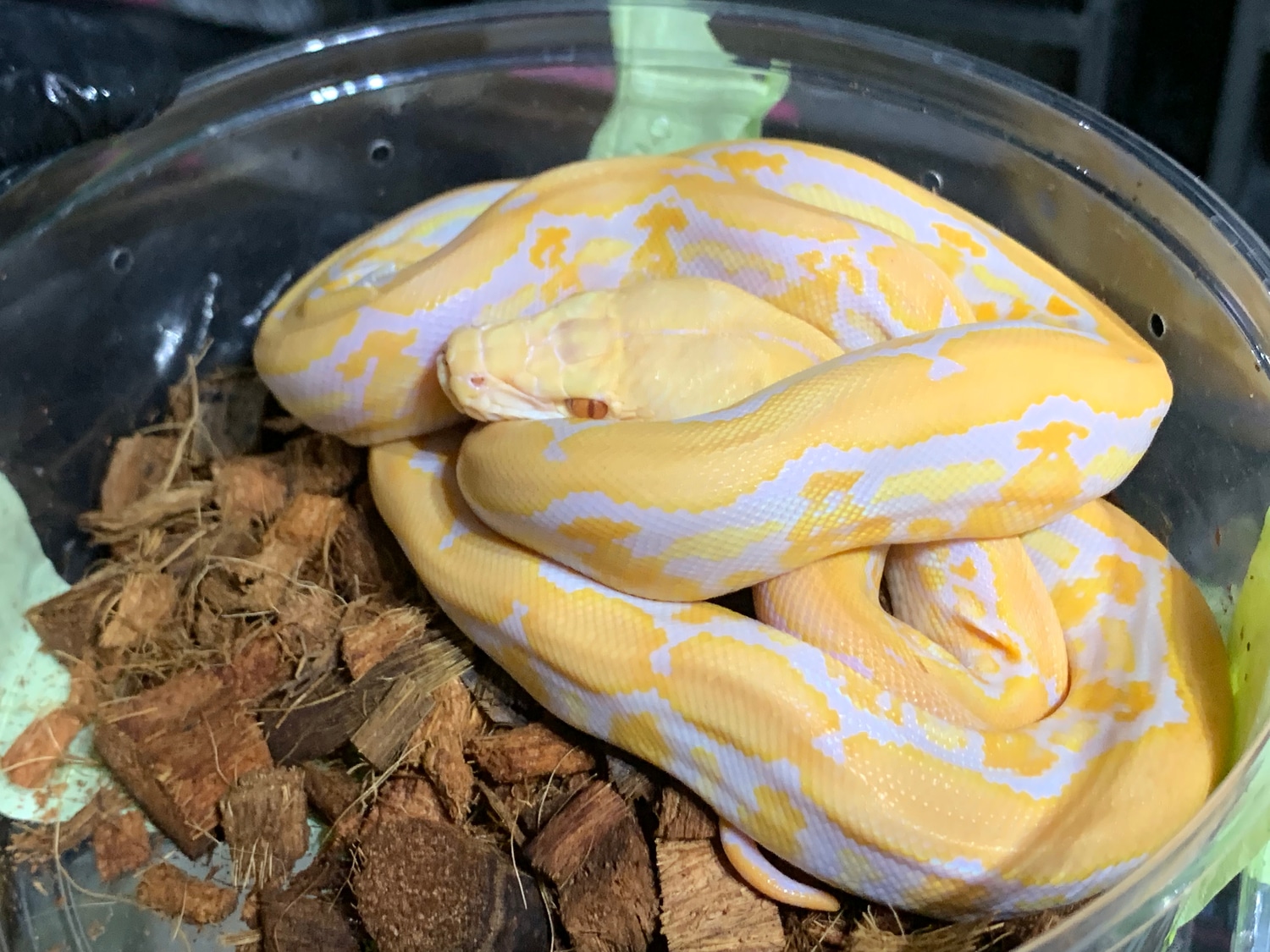 Lavender Tiger Reticulated Python by Disturbed Reptiles - MorphMarket
