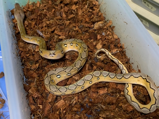 Platinum Sunfire Het Titanium Het Albino Reticulated Python by ...