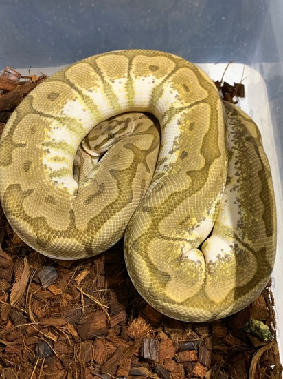 Pastel Lesser Spider Ball Python by Disturbed Reptiles