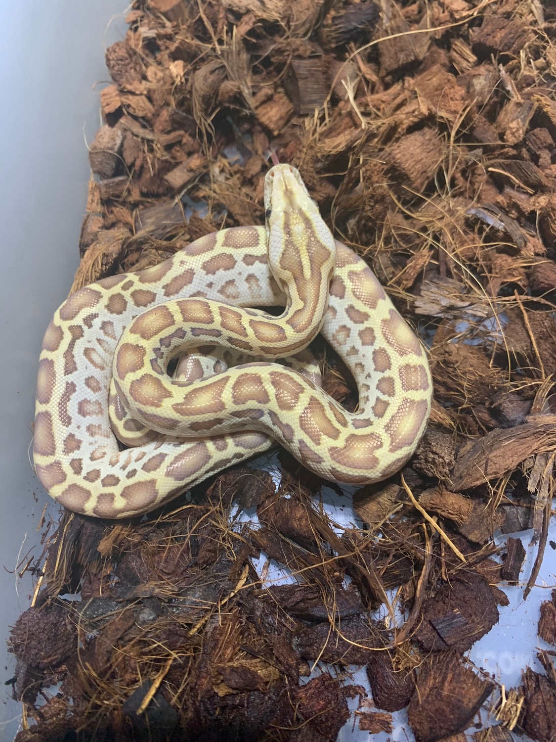 Sale! Hypo Poss Het Albino Green Granite Burmese Python by Disturbed ...