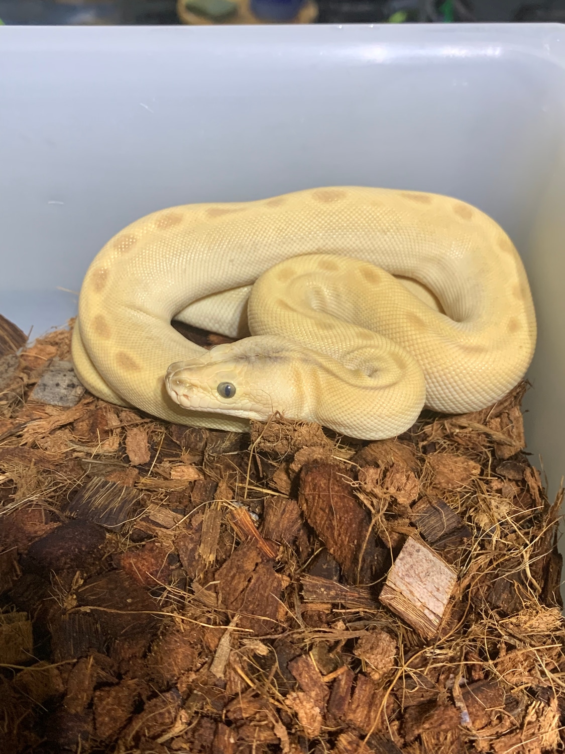 Sale! Hypo Green Poss Het Granite Albino Burmese Python by Disturbed Reptiles - MorphMarket