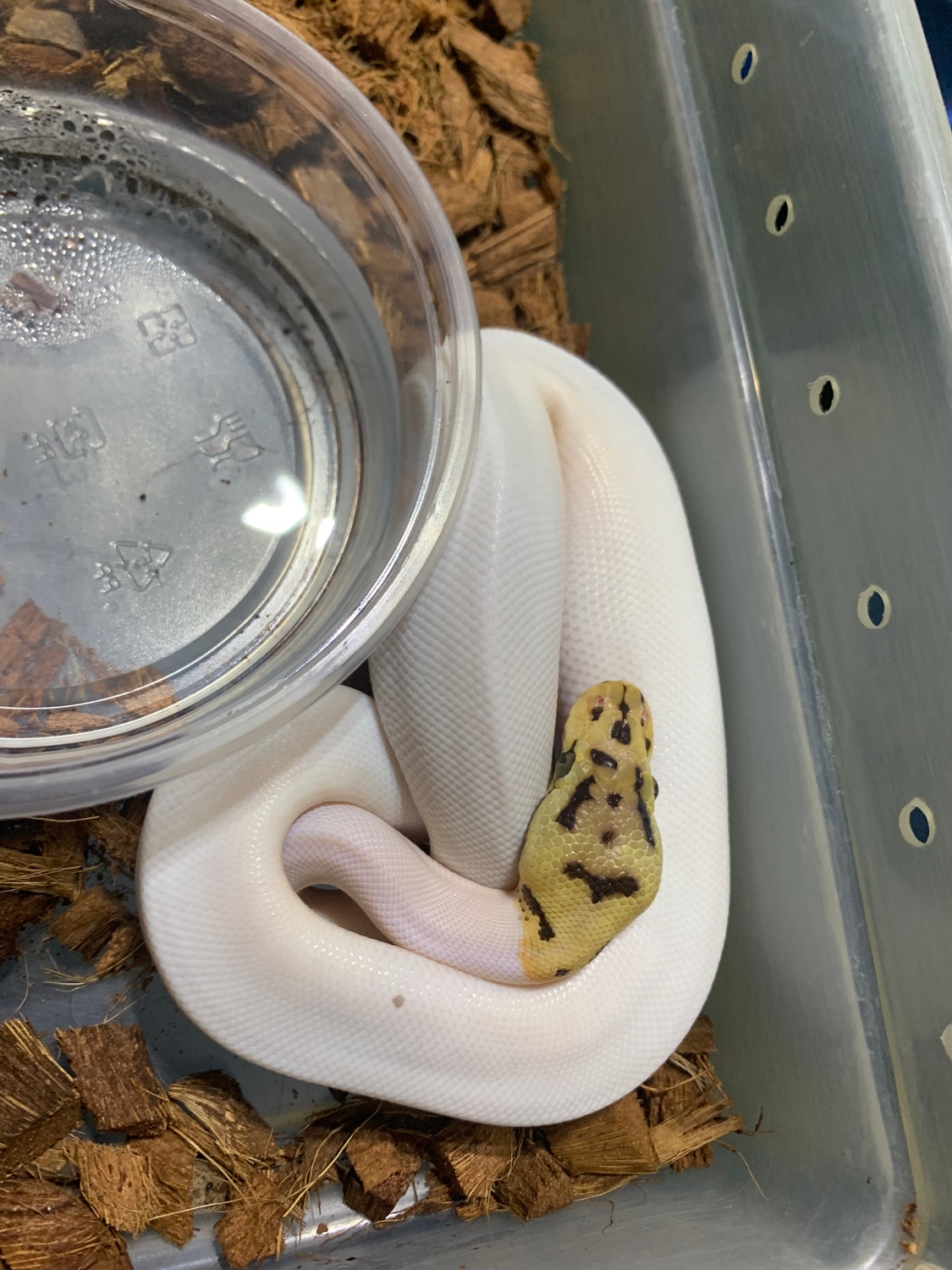 Sale!! Enchi Bumblebee Pied Ball Python by Disturbed Reptiles - MorphMarket