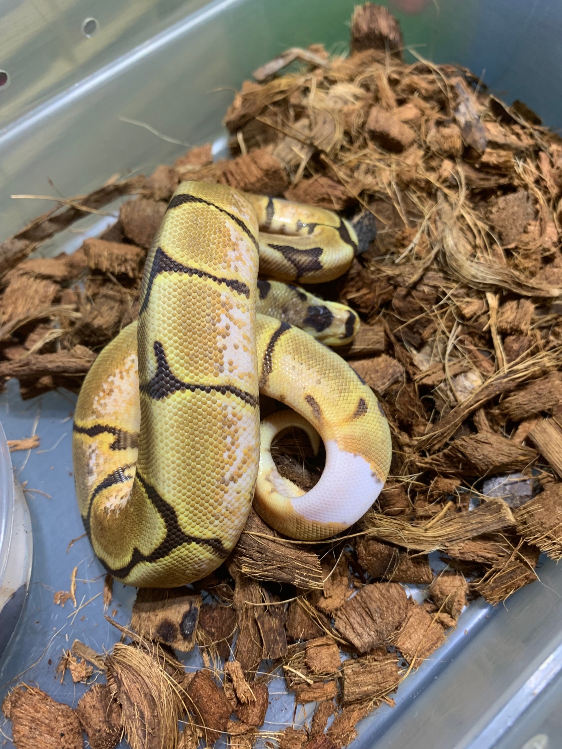 Spider Ringer Het Pied Ball Python by Disturbed Reptiles - MorphMarket
