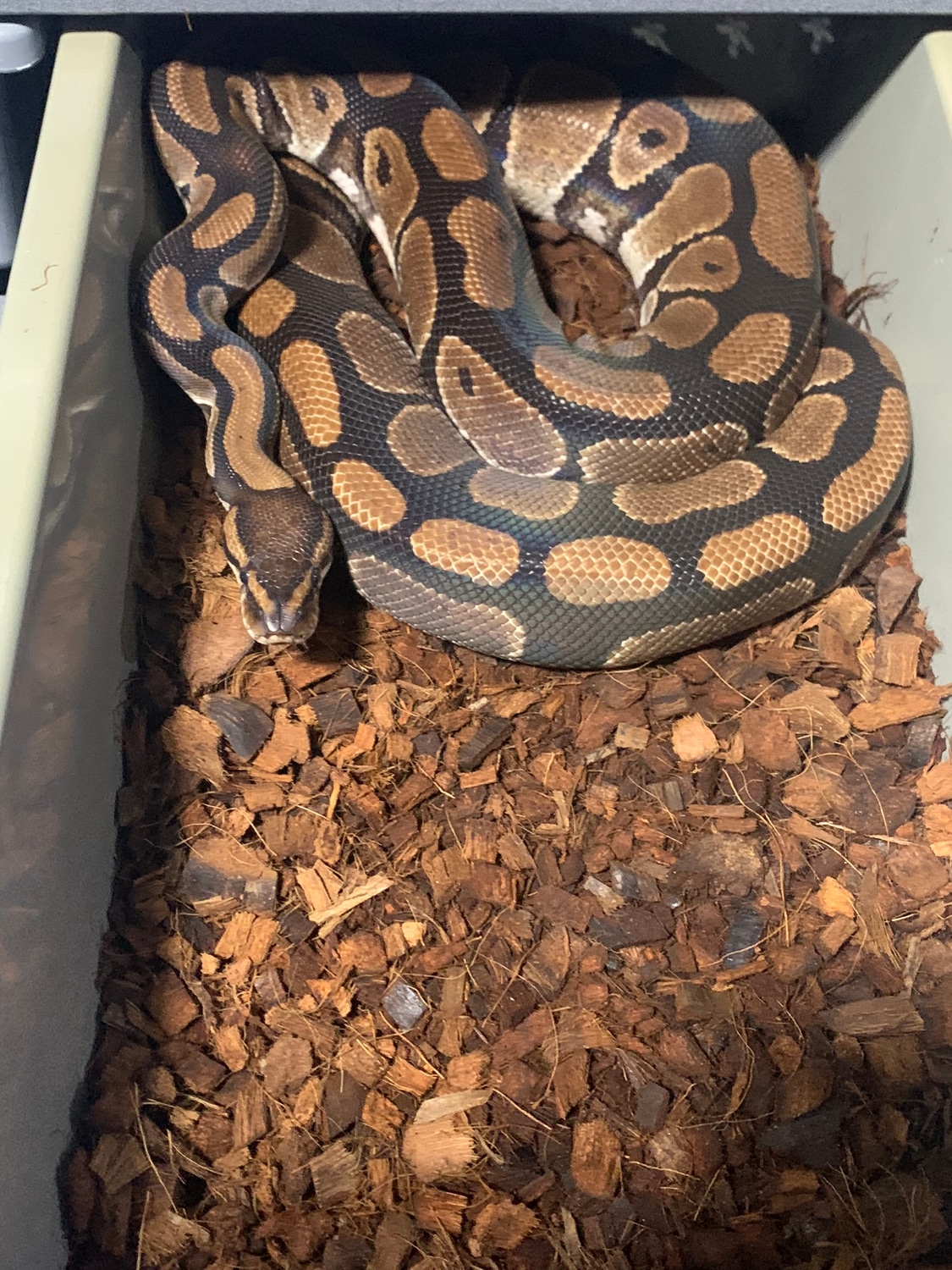 Classic Normal 10 Egg Layer Ball Python by Disturbed Reptiles - MorphMarket