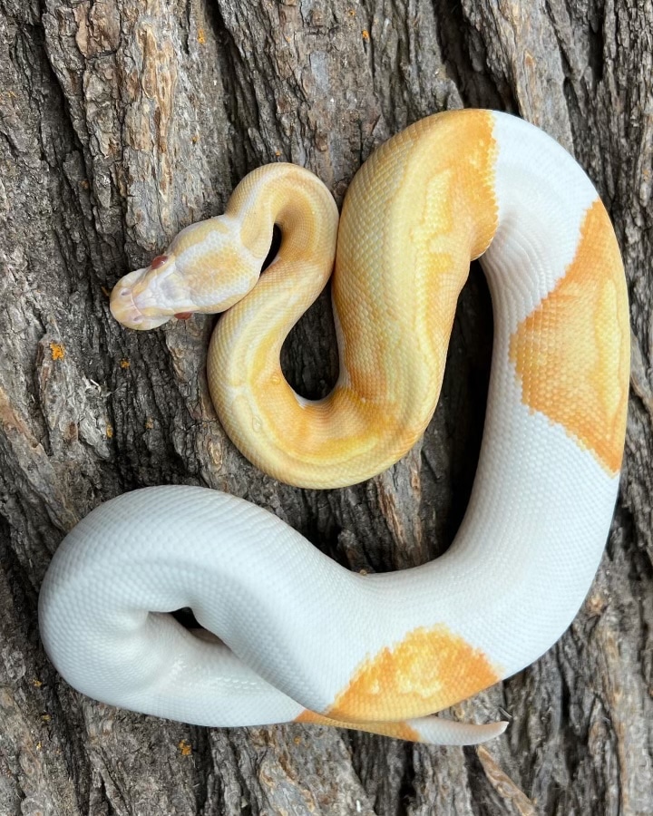 High Contrast Albino Pied Ball Python by Disturbed Reptiles - MorphMarket