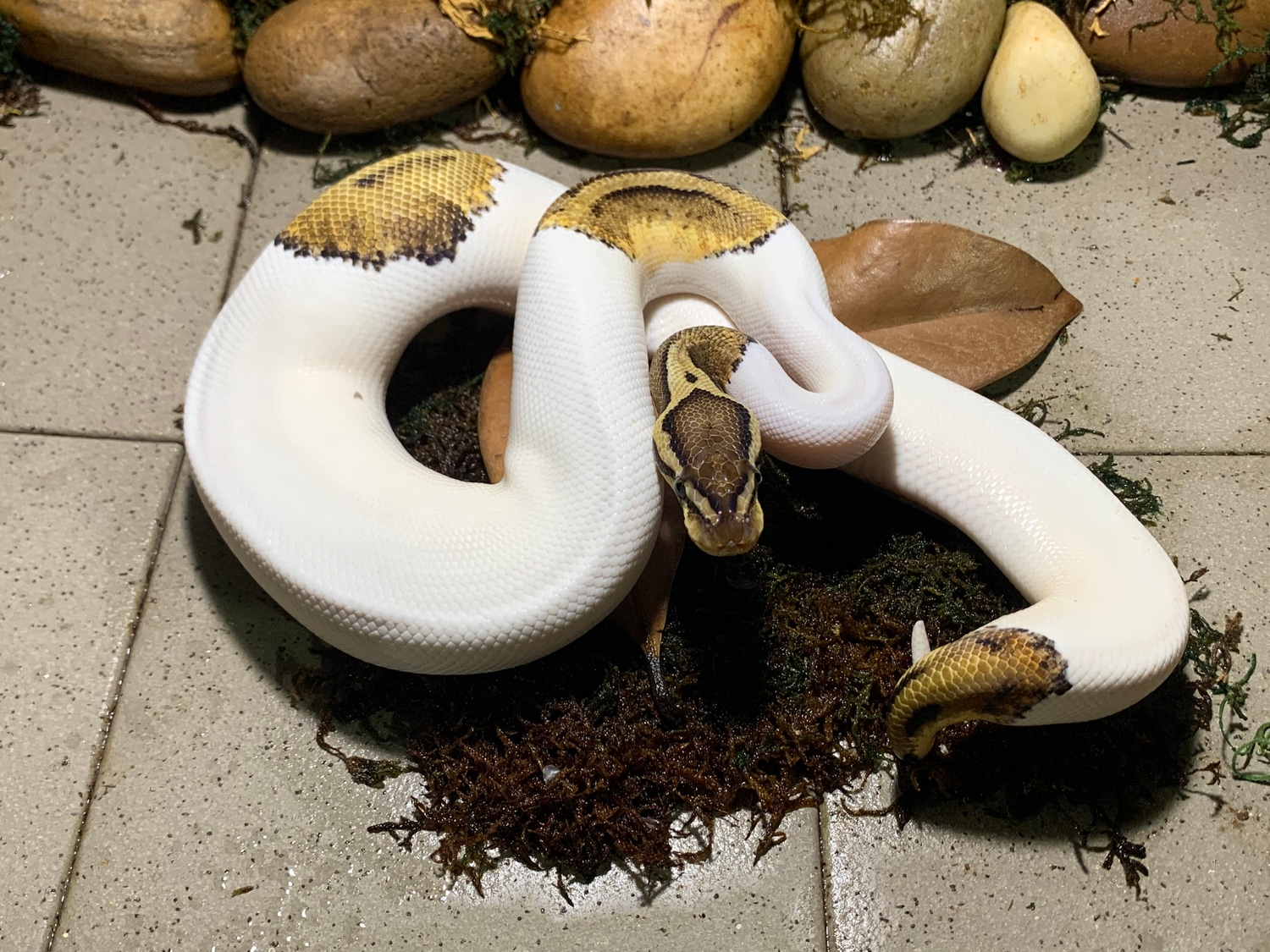 High White Pastel Pied Ball Python by Disturbed Reptiles - MorphMarket