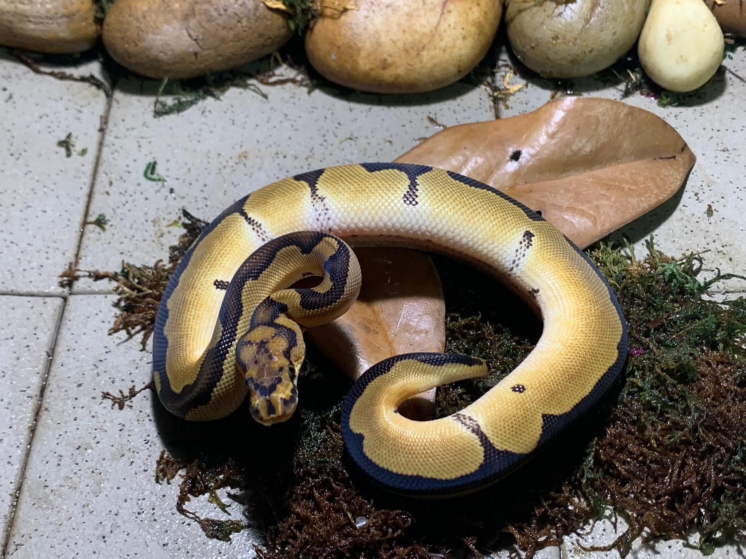 Blade Clown Ball Python by Disturbed Reptiles - MorphMarket