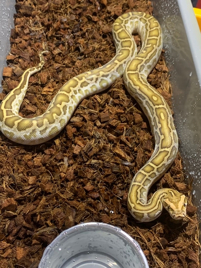 Hypo Het Pied Het Albino Poss Het Granite Burmese Python by Disturbed ...