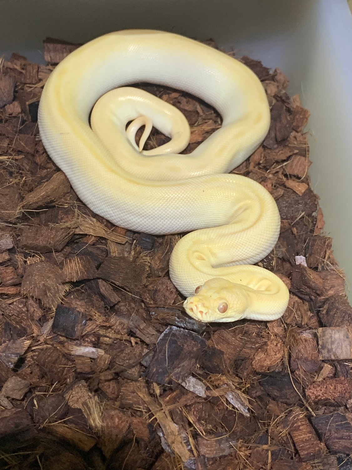 Pearl Green Poss Het Granite Burmese Python by Disturbed Reptiles - MorphMarket