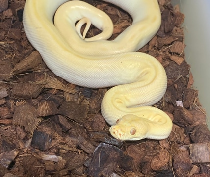 Pair Deal! Albino Het Pied Poss Het Granite W/female Het Pied Albino ...
