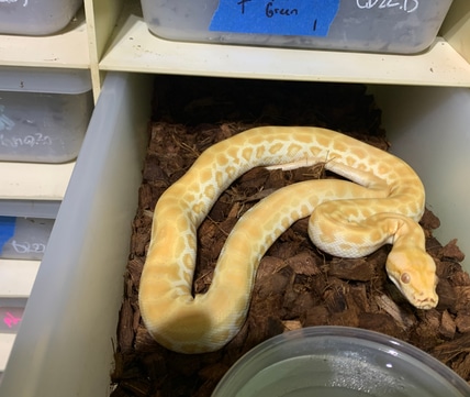 Pair Deal! Albino Het Pied Poss Het Granite W/female Het Pied Albino ...