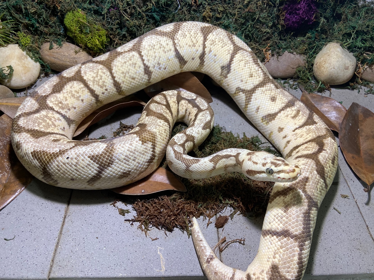 Fire Bumblebee Ball Python by Disturbed Reptiles - MorphMarket