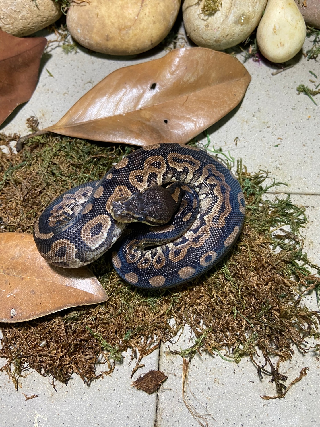 Sale! Cinnamon Poss Double Het Ghost Pied Ball Python by Disturbed ...