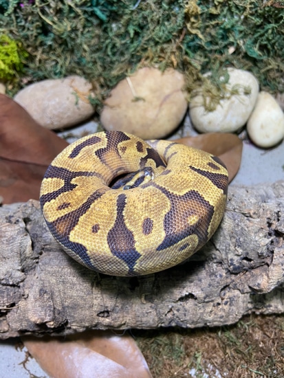 Sale! Enchi Fire Super Bright! Ball Python by Disturbed Reptiles