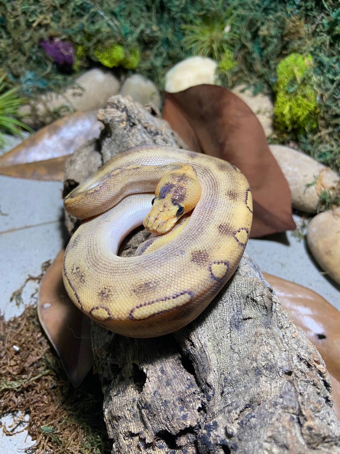 Great Deal! 1.3 Group Champagne Poss Het Ghost Pied With Females Ball ...