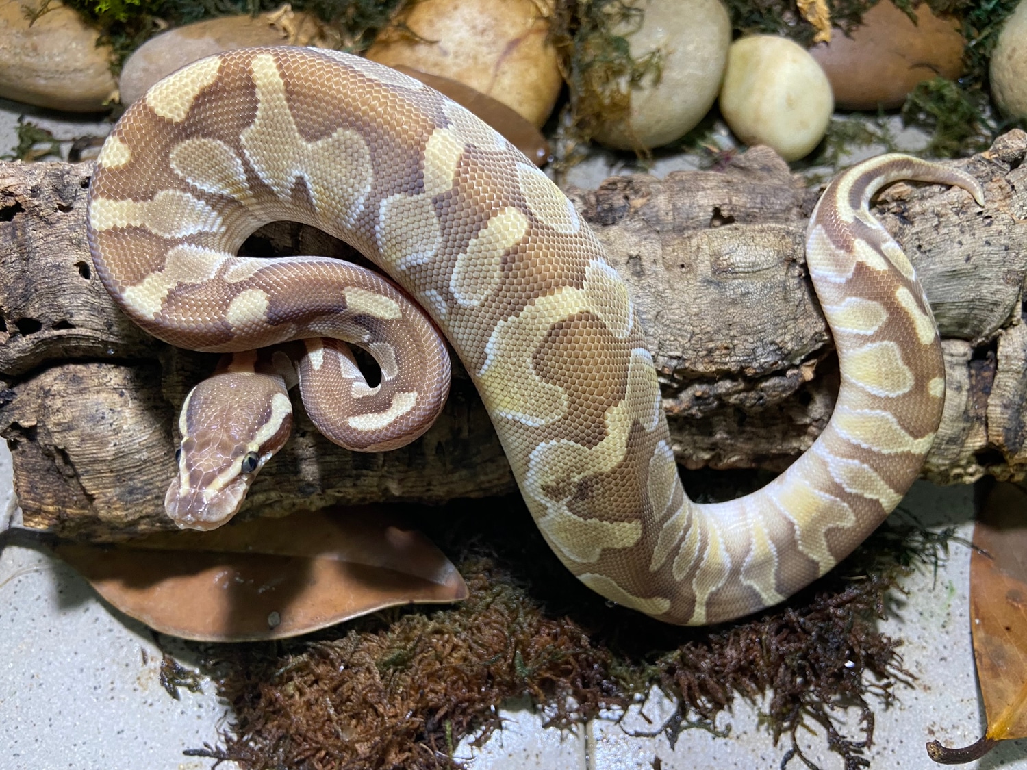 Enchi Lesser Paradox Ball Python by Disturbed Reptiles - MorphMarket