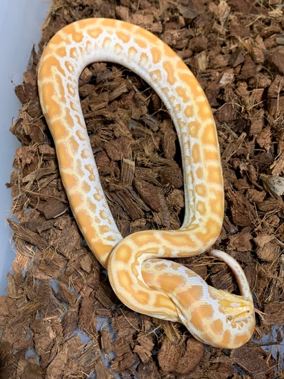 Sale! 2022 0.1 Pearl Het Labyrinth And Granite Burmese Python by ...