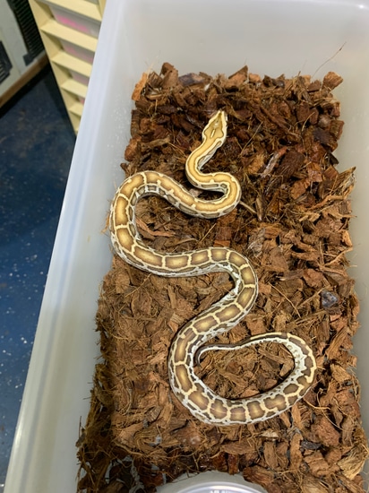 2022 1.0 Hypo Het Labyrinth Het Granite Albino Burmese Python by ...