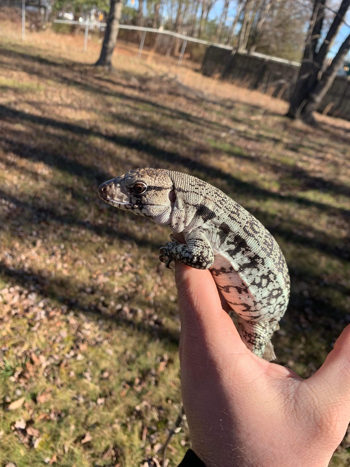 Female Blue Tegu Het Albino Other Tegu by Disturbed Reptiles - MorphMarket