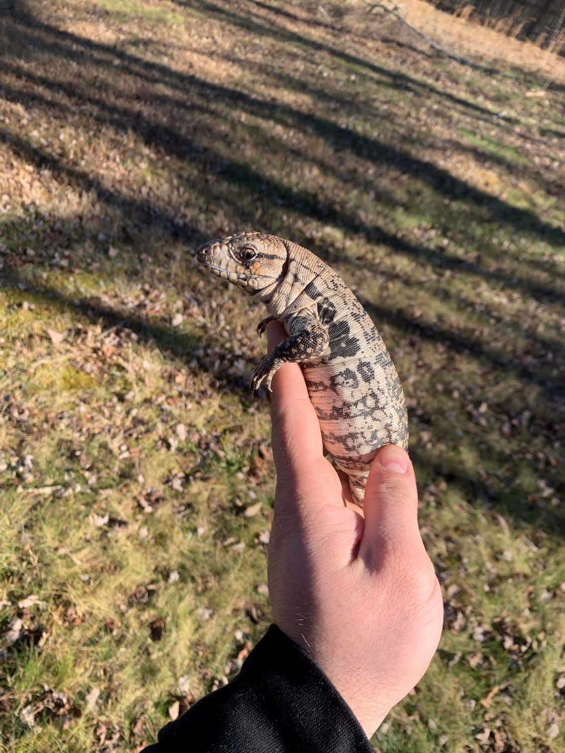 Female Blue Tegu Poss Het Albino Other Tegu by Disturbed Reptiles ...