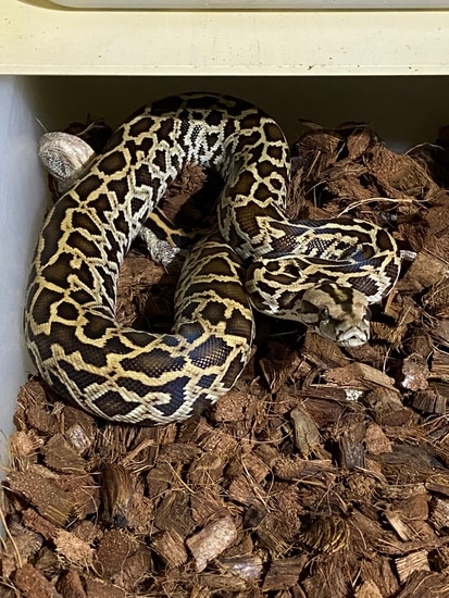 2022 1.1 Albino And Het Labyrinth Het Granite Het Albino Burmese Python ...