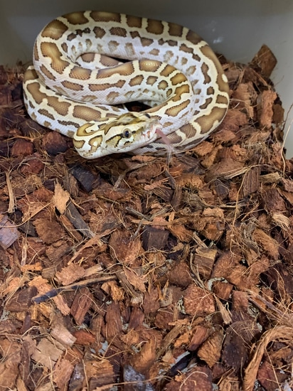 2022 0.1 Hypo Het Albino Het Labyrinth Poss Het Granite Burmese Python ...