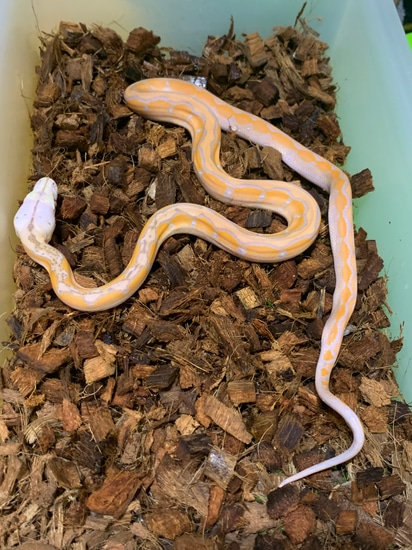 2023 1.0 Lavender Motley Reticulated Python by Disturbed Reptiles