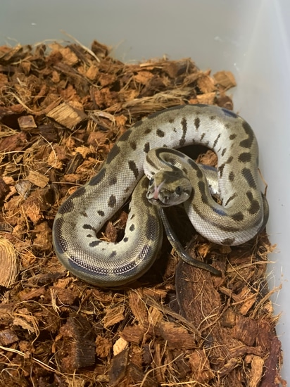2023 1.0 Green 66% Het GC Caramel/pied And Granite Burmese Python by ...