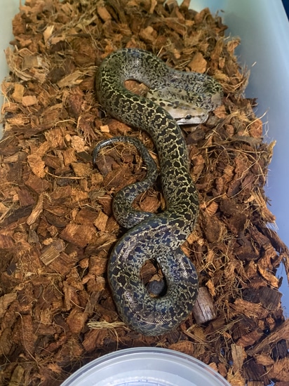 2023 1.0 Granite 66% Het Pied, GC Caramel And Green Burmese Python by ...
