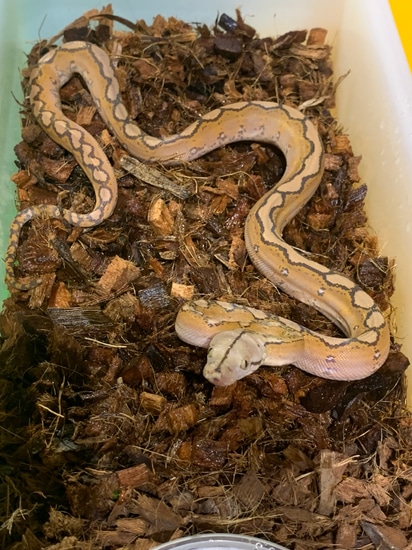 2023 1.0 Mochino Motley Reticulated Python by Disturbed Reptiles