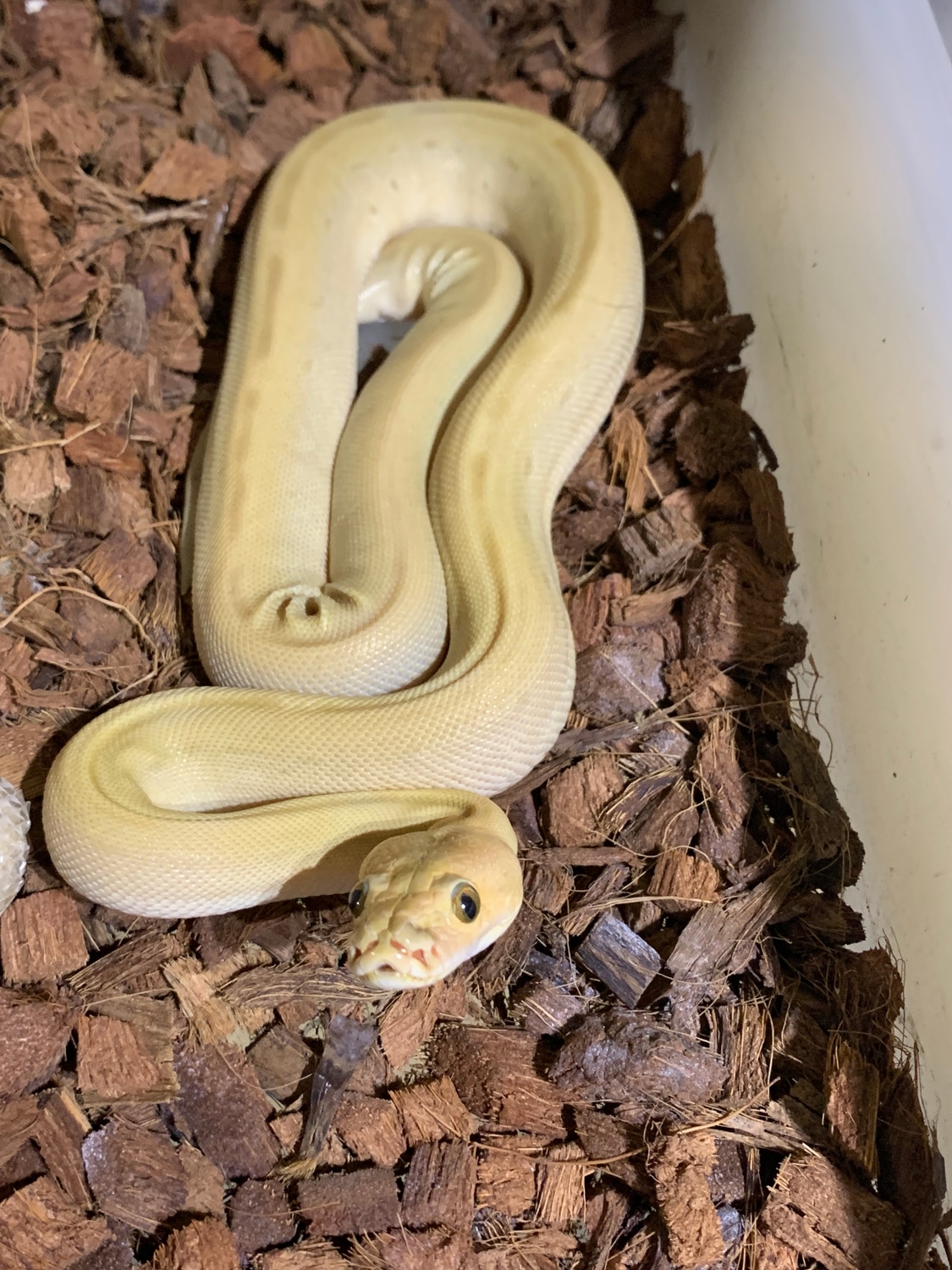 2023 0.1 Hypo Green Het Granite Poss Het Albino Burmese Python by ...