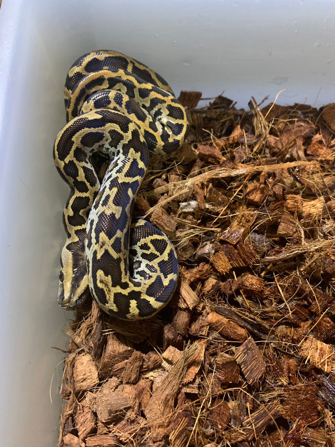 2023 1.0 Het Caramel Poss Het Granite Burmese Python by Disturbed ...