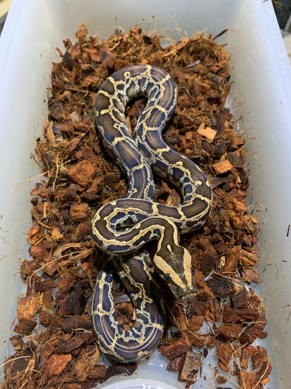 2023 1.0 Het Labyrinth Het Albino Het Granite Burmese Python by ...