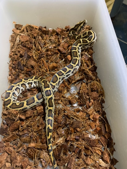 2023 1.1 66% Het Green Pied Caramel Granite! Burmese Python by ...