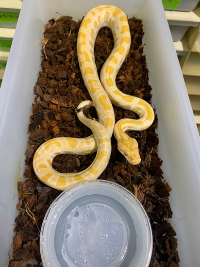 2023 1.0 Albino Het Pied 66% Het Granite Burmese Python by Disturbed ...