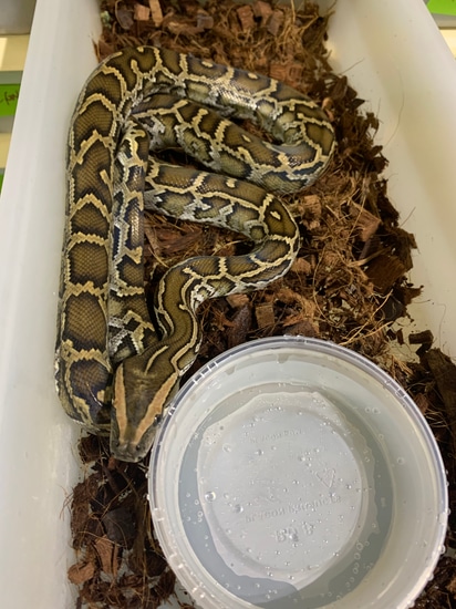 2023 1.0 Het Pied Het Albino 66% Het Granite Burmese Python by ...