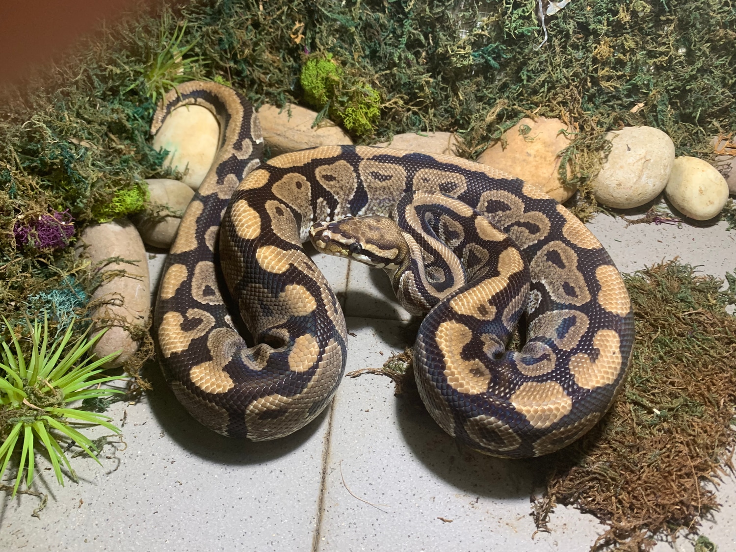 5 Proven Males For $400 Shipped Ball Python by Disturbed Reptiles ...