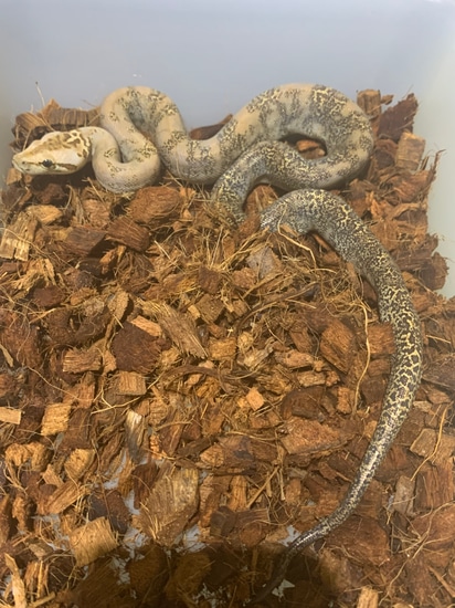 2023 0.1 Super Reduced Pattern Granite Het Albino Burmese Python by ...
