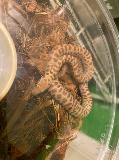 Children’s Pythons Children's Python by Disturbed Reptiles