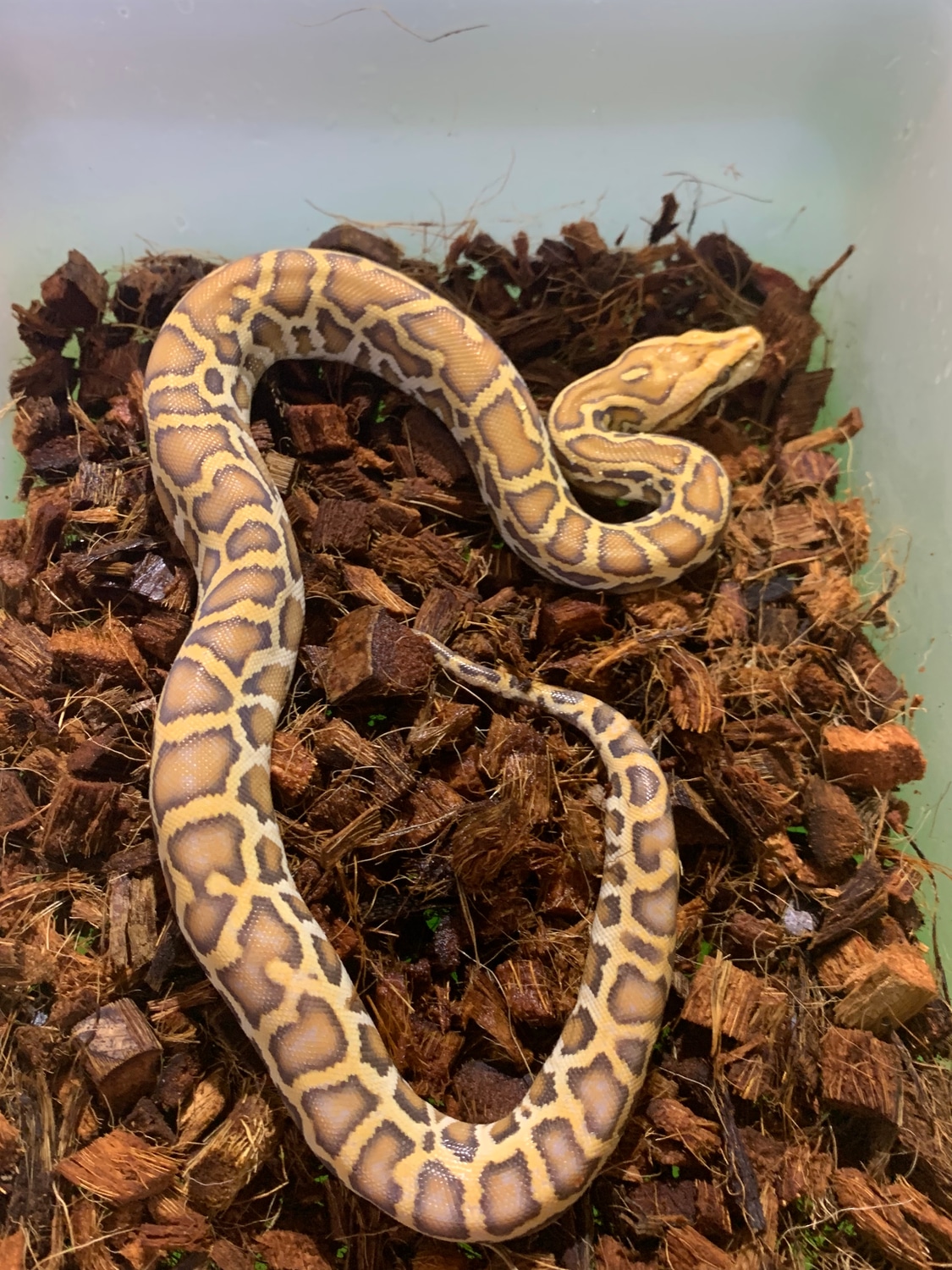 Caramel 66% Het Granite Burmese Python by Disturbed Reptiles - MorphMarket
