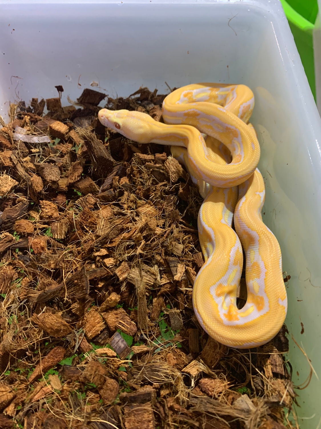 2023 2.0 Lavender Tigers Reticulated Python by Disturbed Reptiles ...