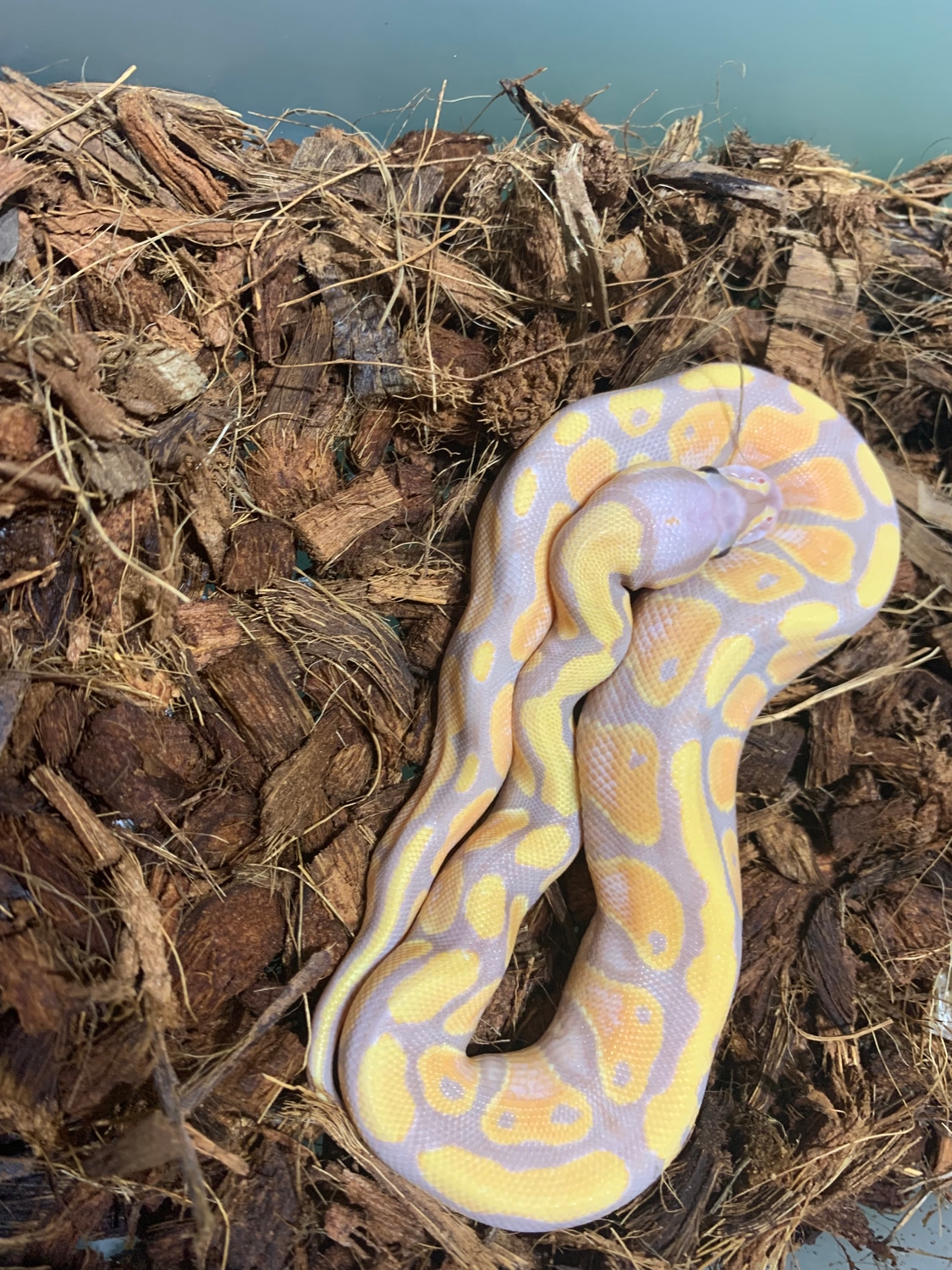 2023 1.0 Banana Yellowbelly Het Clown Ball Python by Disturbed Reptiles - MorphMarket