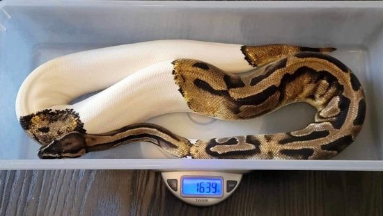 2020 Beautiful Adult Pied Female Ball Python by Disturbed Reptiles