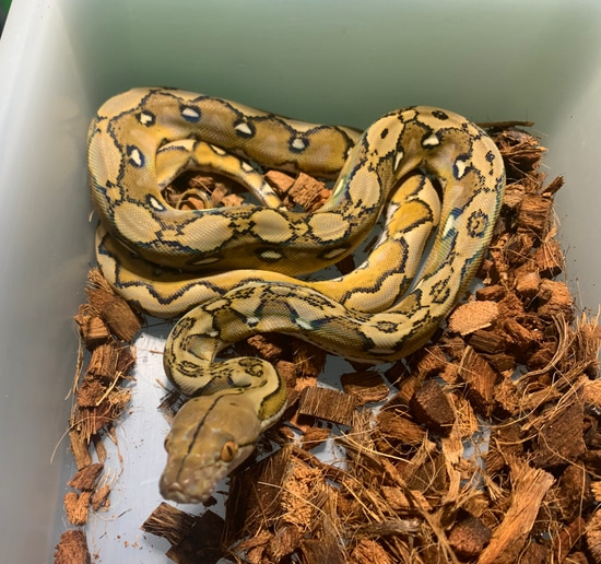 2023 1.0 Sunfire 66% Het Purple HOGS Reticulated Python by Disturbed ...