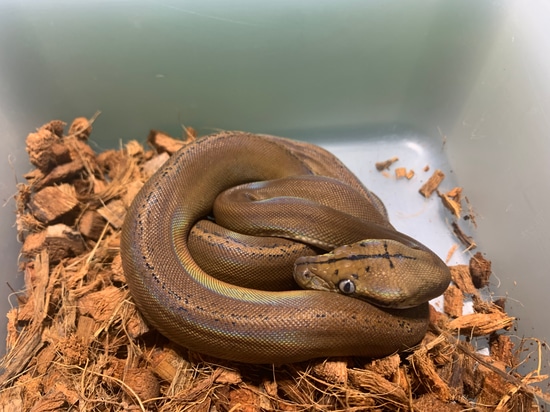 2023 1.0 Goldenchild Tiger 66% Het Purple Hogs Reticulated Python by ...