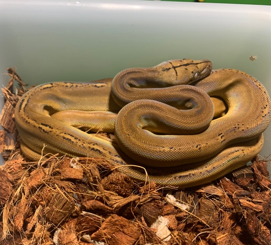2023 0.1 Goldenchild Tiger 66% Het Purple Hogs Reticulated Python by ...
