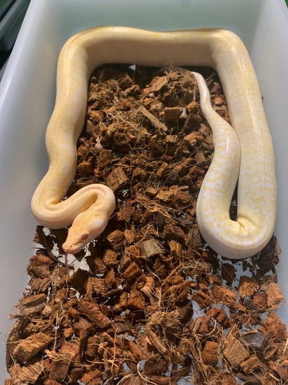 2023 1.0 Peach Head Albino Granite 66% Het Pied Burmese Python by ...