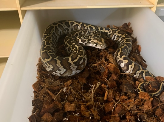 2023 1.0 Het Granite Het Albino 66% Het Pied Burmese Python by ...