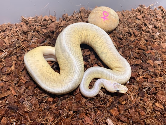 2023 0.1 Super Pastel Fire Cinnamon Pinstripe Ball Python by Disturbed ...