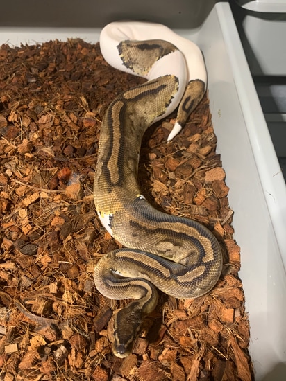 2021 0.1 Pied Ready To Breed This Fall! Ball Python by Disturbed Reptiles